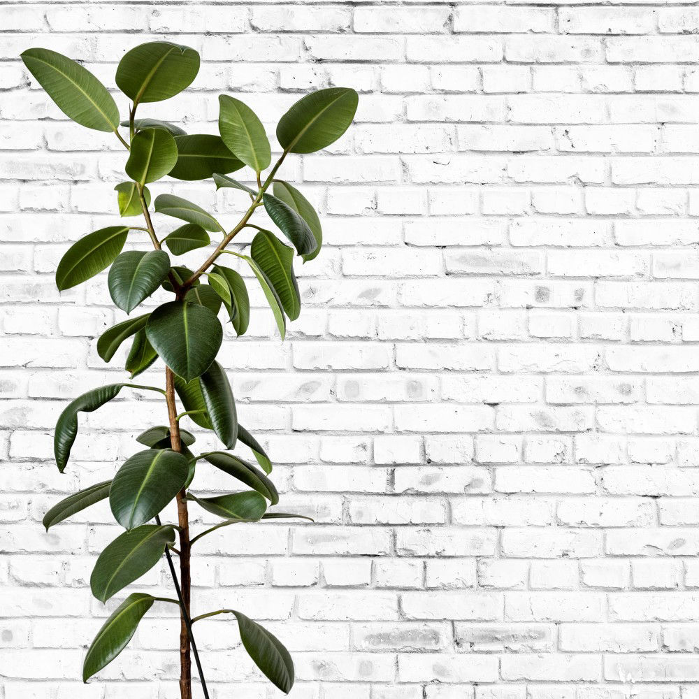 JJMall, don't pay more, save online.. Viny Self-adhesive Mural ...